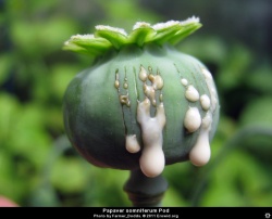 Opioids - TripSit wiki